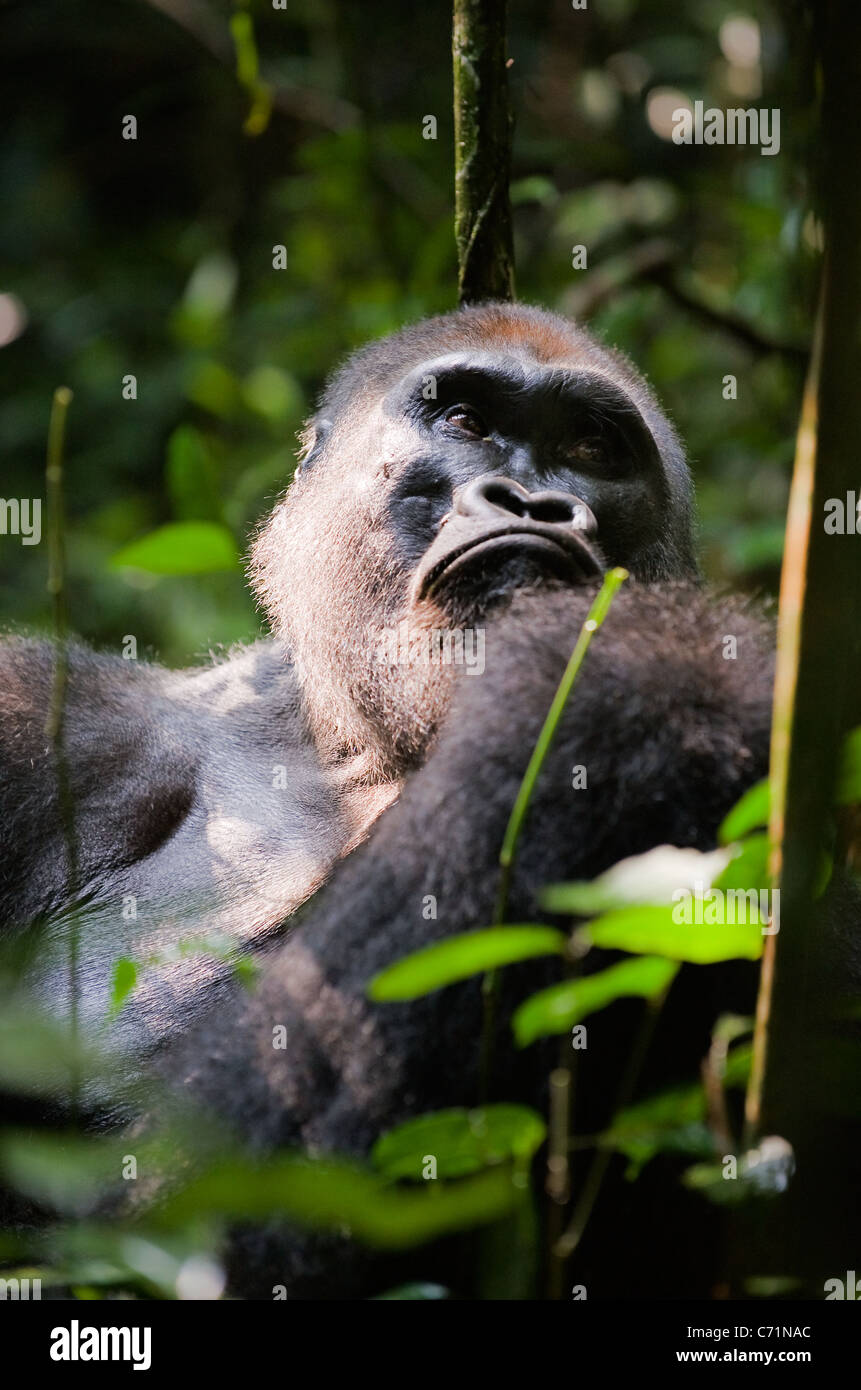 Scary gorilla hi-res stock photography and images - Alamy