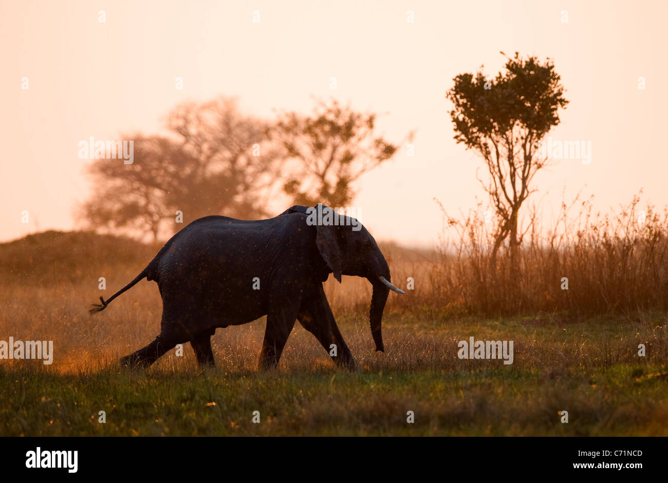Sunset elephant hi-res stock photography and images - Alamy