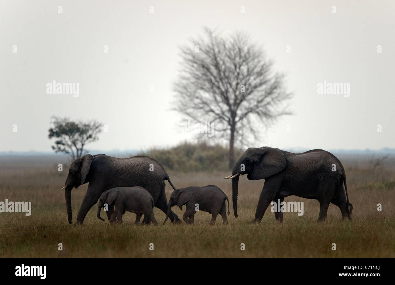 Large family of elephants hi-res stock photography and images - Alamy