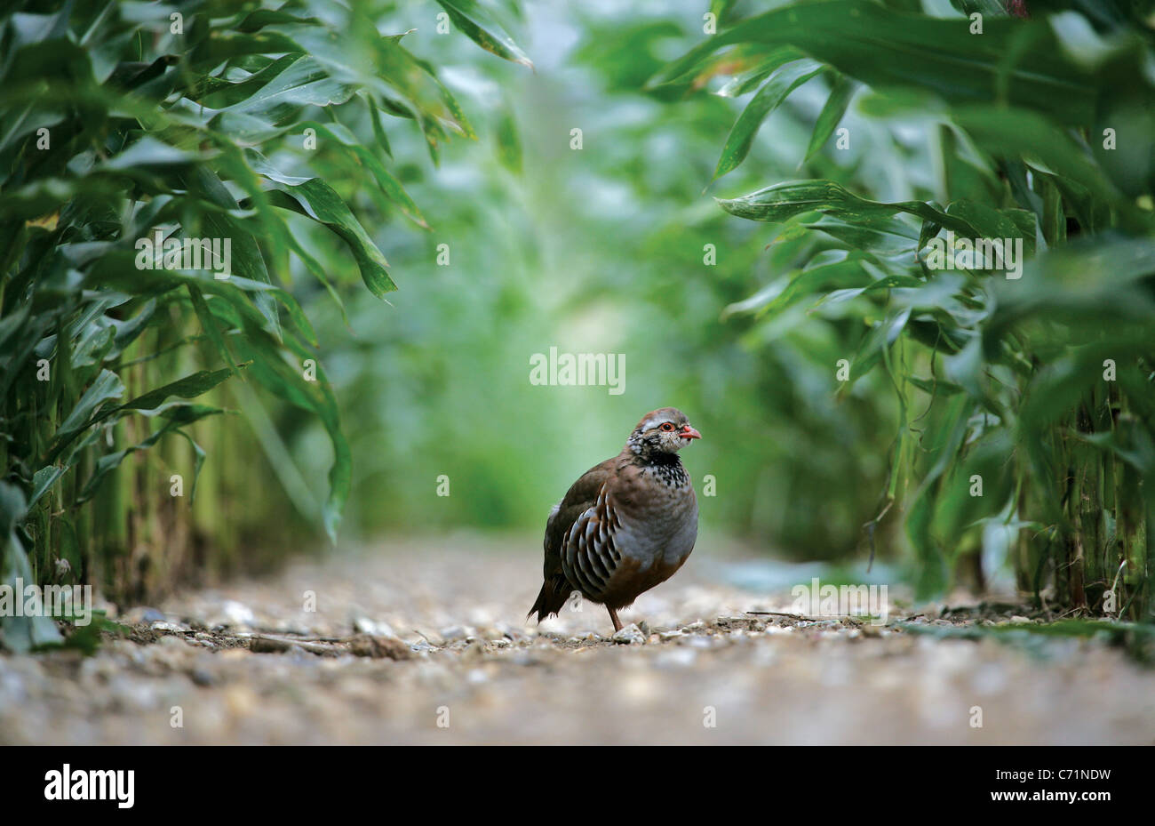 French Partridge (Alectoris rufa) Reg-legged partridge walking between ...