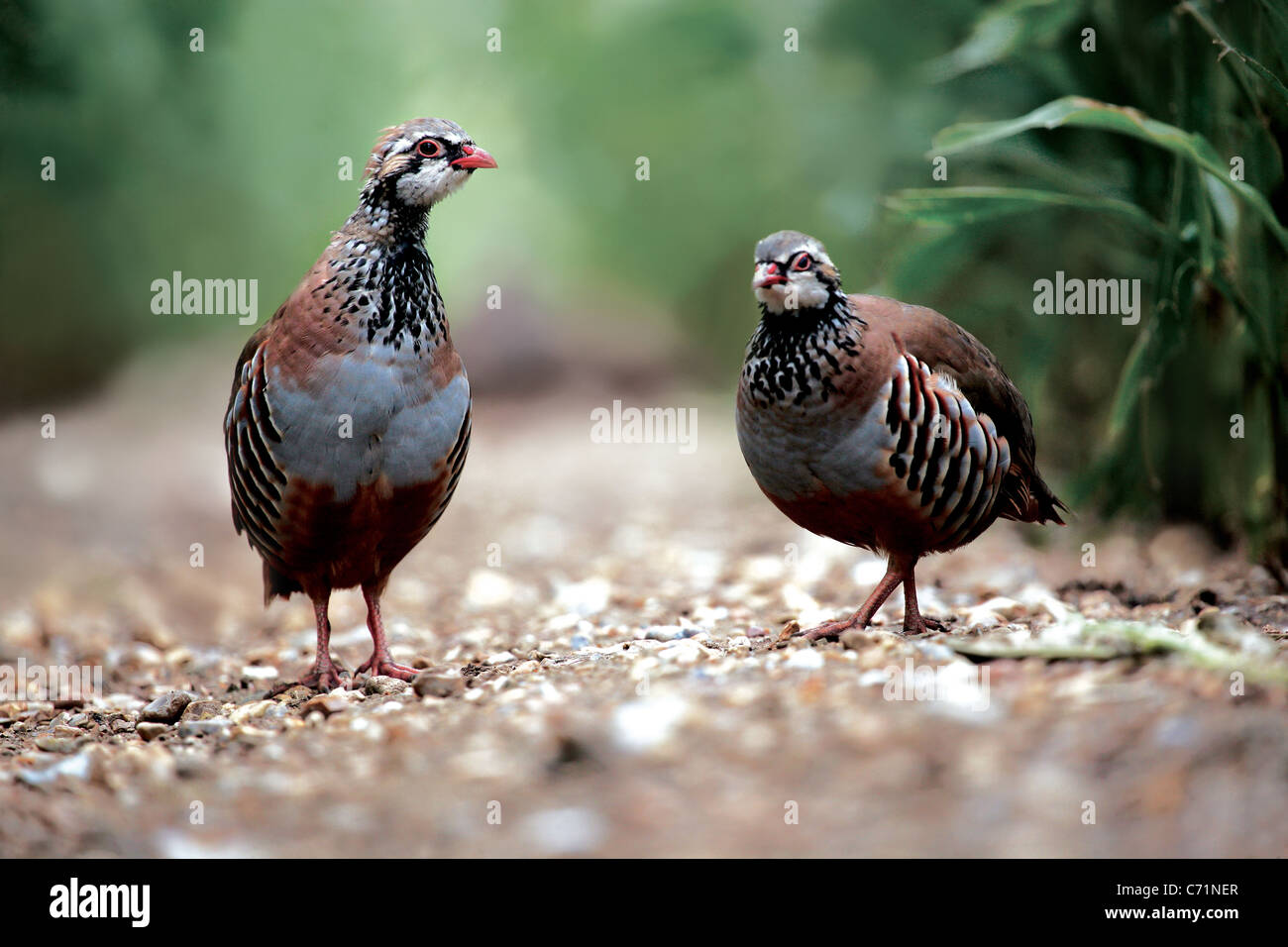 French Partridges (Alectoris rufa) Reg-legged partridges walking ...
