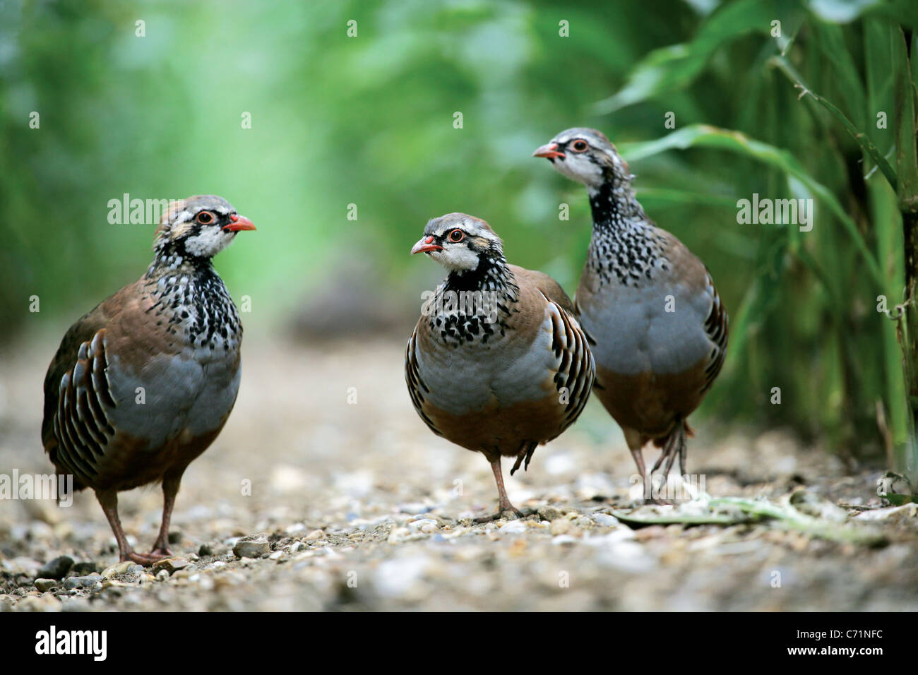 French Partridges (Alectoris rufa) Reg-legged partridges walking ...
