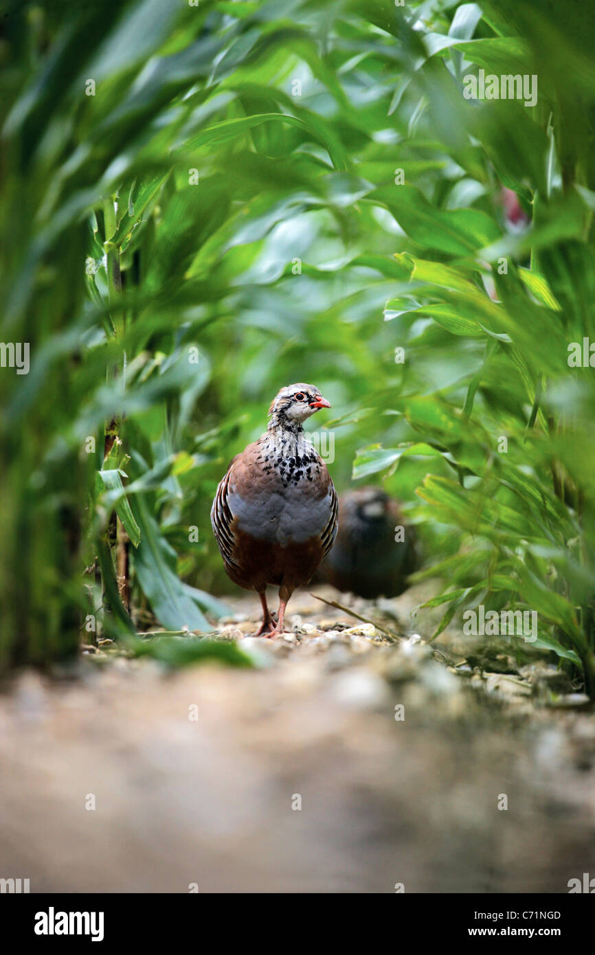French Partridge (Alectoris rufa) Reg-legged partridge walking between ...