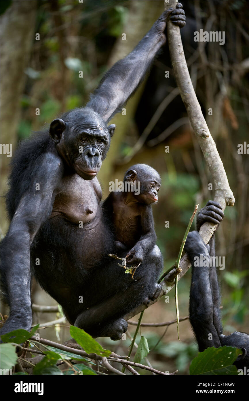 Chimpanzee Bonobo with a cub. Chimpanzee B?nobo with a cub hangs on a ...