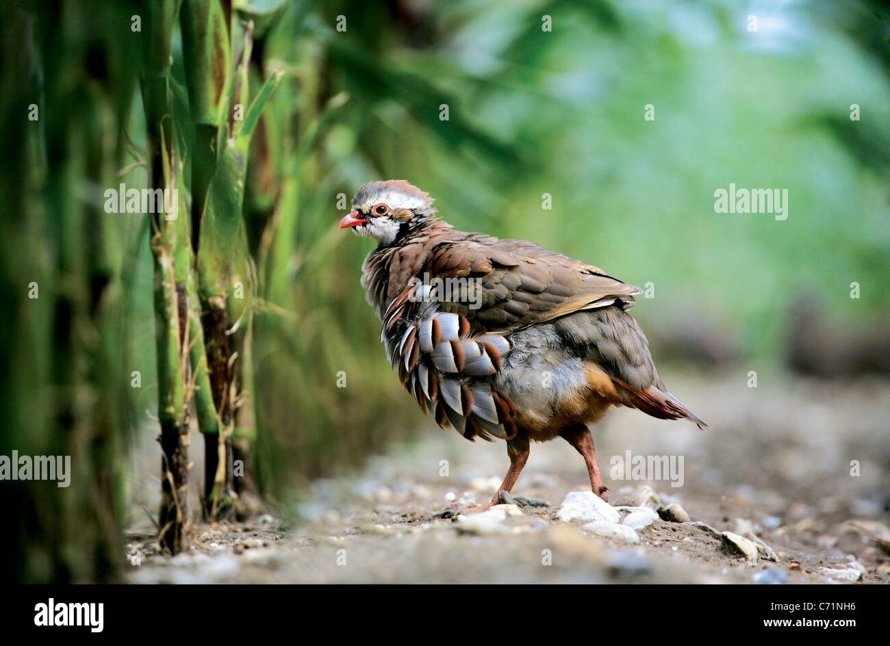 French Partridge (Alectoris rufa) Reg-legged partridge walking between ...