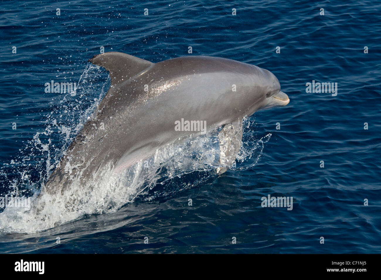 Bottlenose dolphin, Tursiops truncatus, leaping and playing in ocean ...