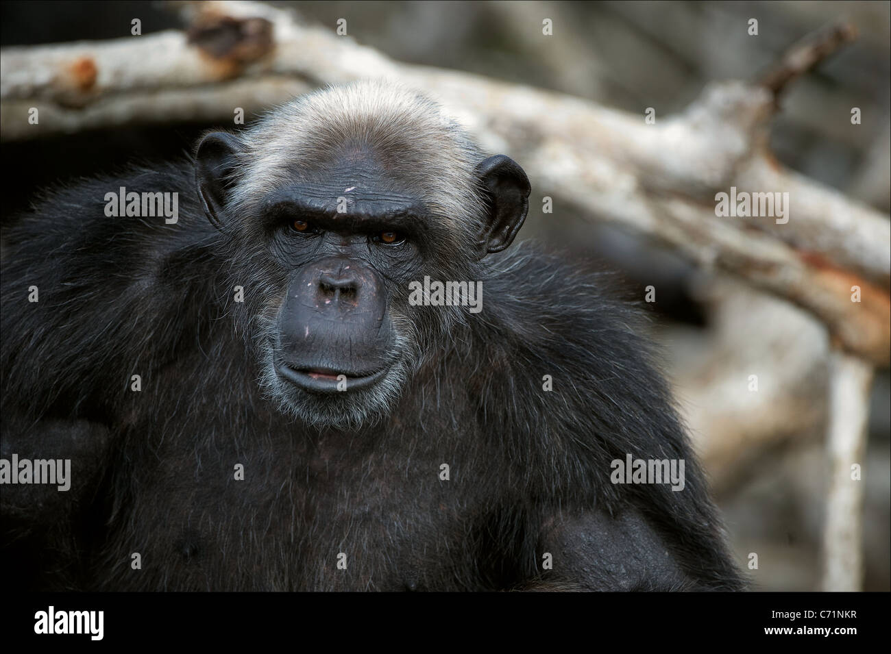 Portrait of the adult male of a chimpanzee at a short distance Stock ...