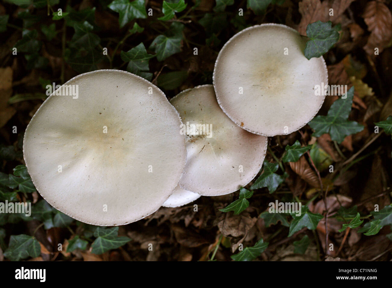 Wood mushroom agaricus silvicola hi-res stock photography and images ...