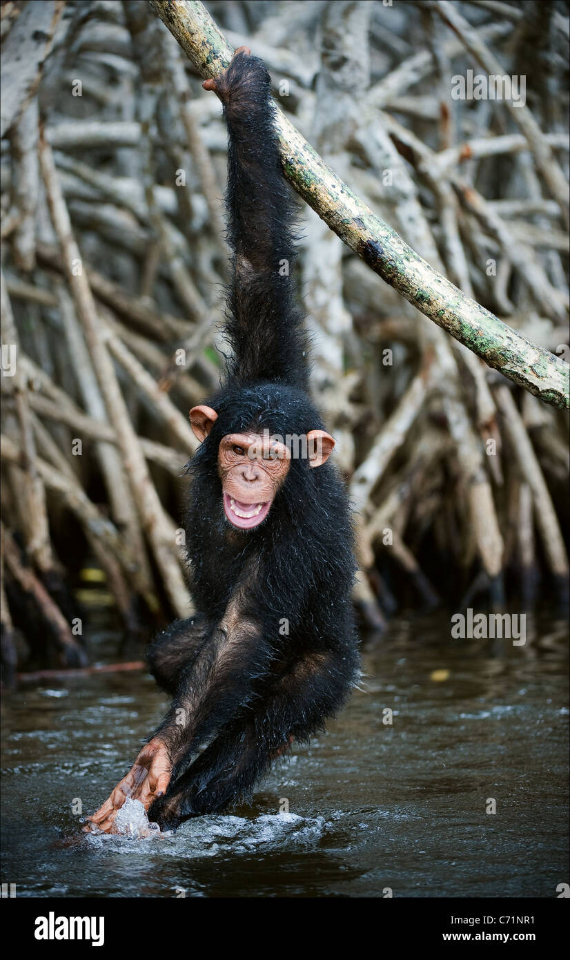 The kid of a chimpanzee hangs on a branch and plays with water ...