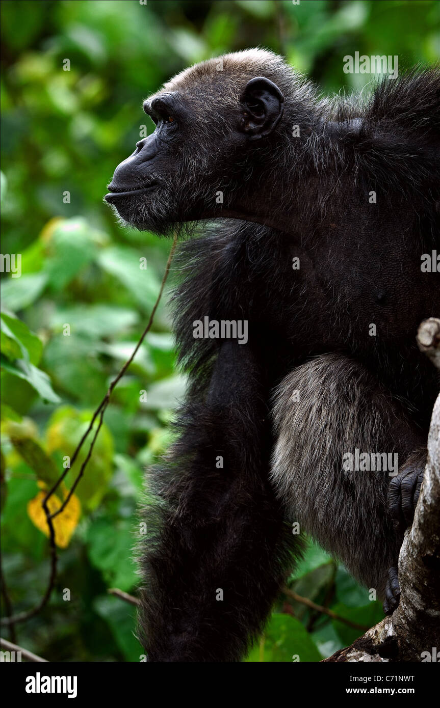 Adult chimp hi-res stock photography and images - Alamy