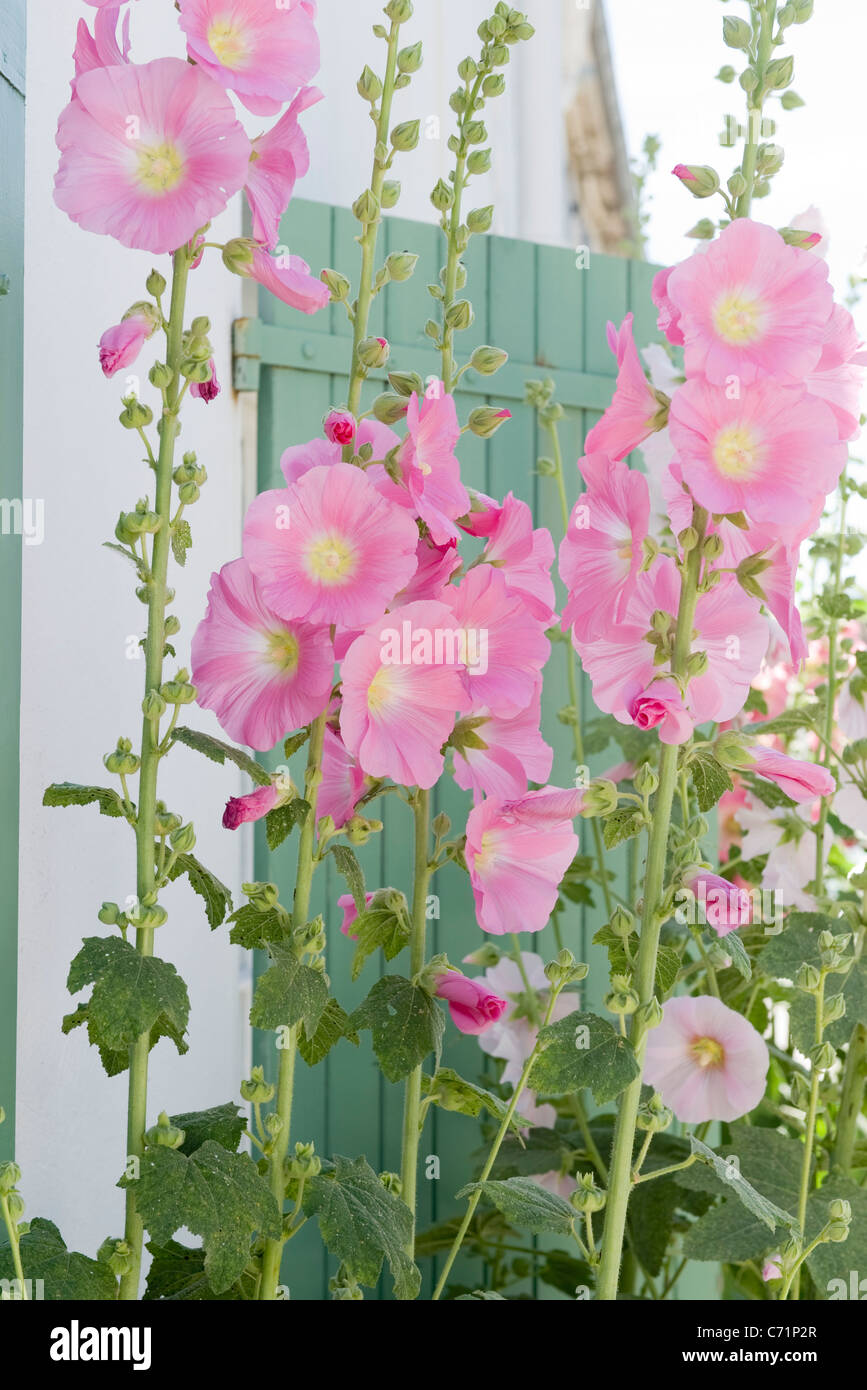 Hollyhock Flowers Stock Photos & Hollyhock Flowers Stock Images - Alamy