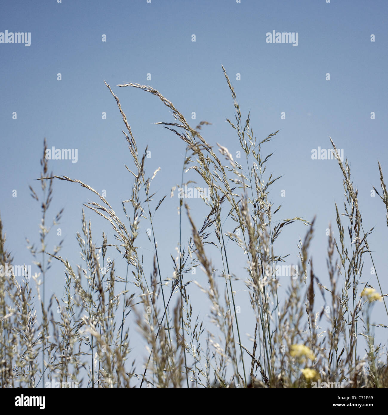 Timothy grass hi-res stock photography and images - Alamy