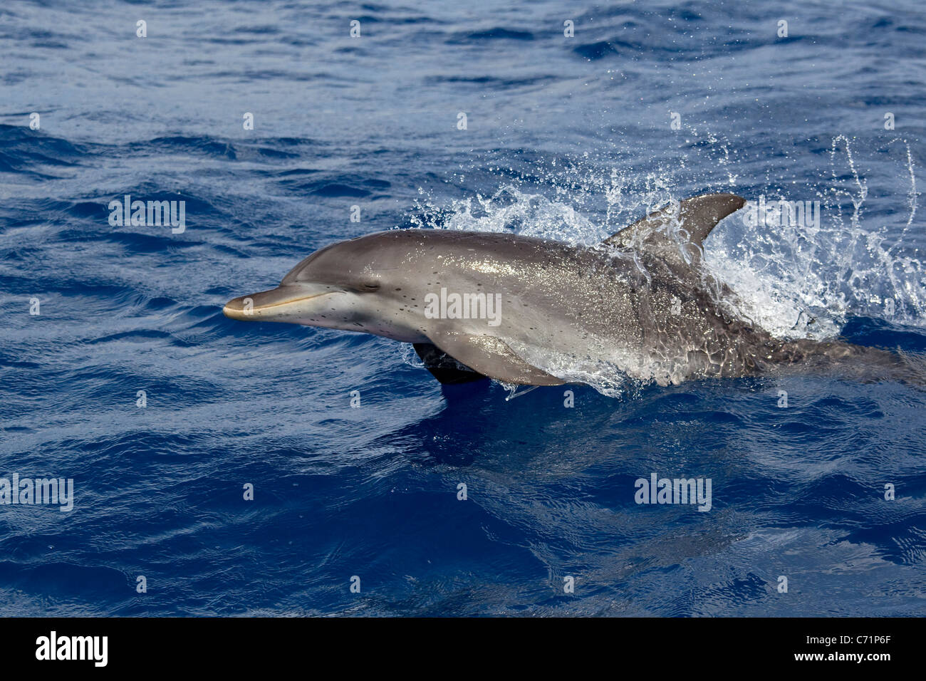 Dolphin, Spotted dolphin, Stenella attenuata, leaping and playing in ...