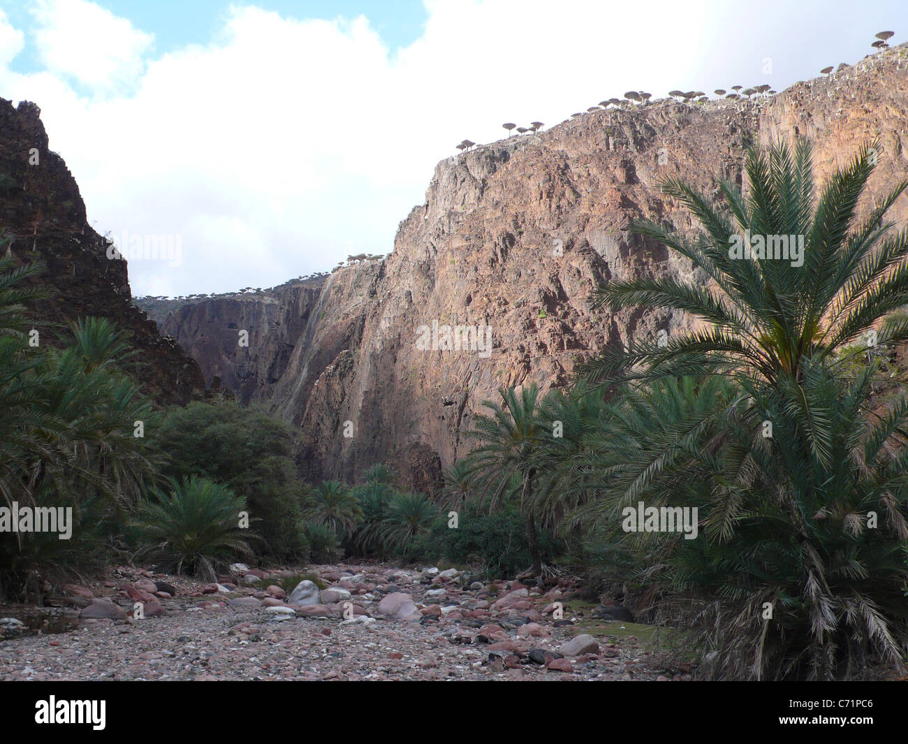 The palm-filled Wadi Daerhu in Diksam Gorge on Socotra island, Yemen ...
