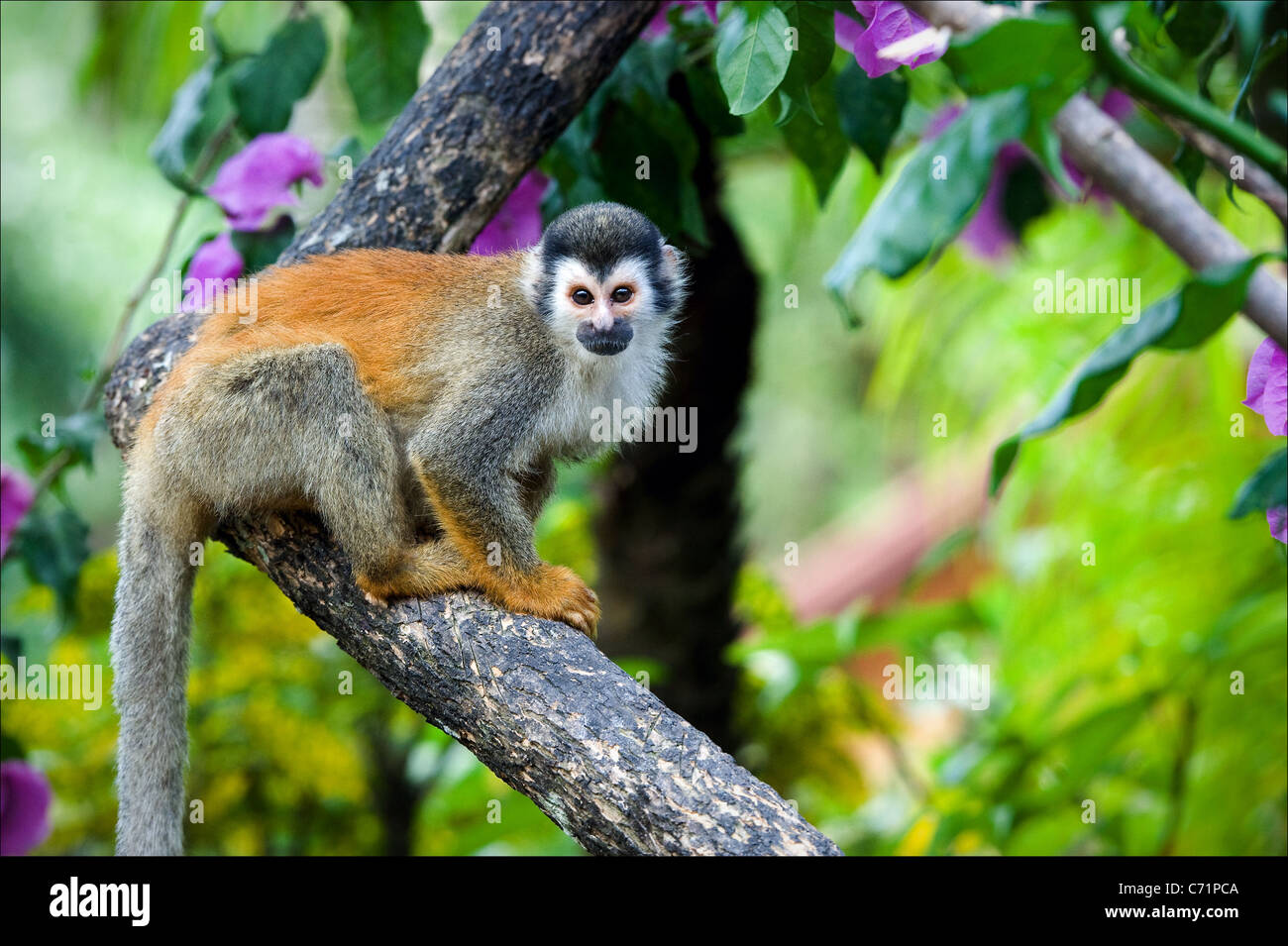 The squirrel monkey. The squirrel monkey saimiri sits on a branch of a ...