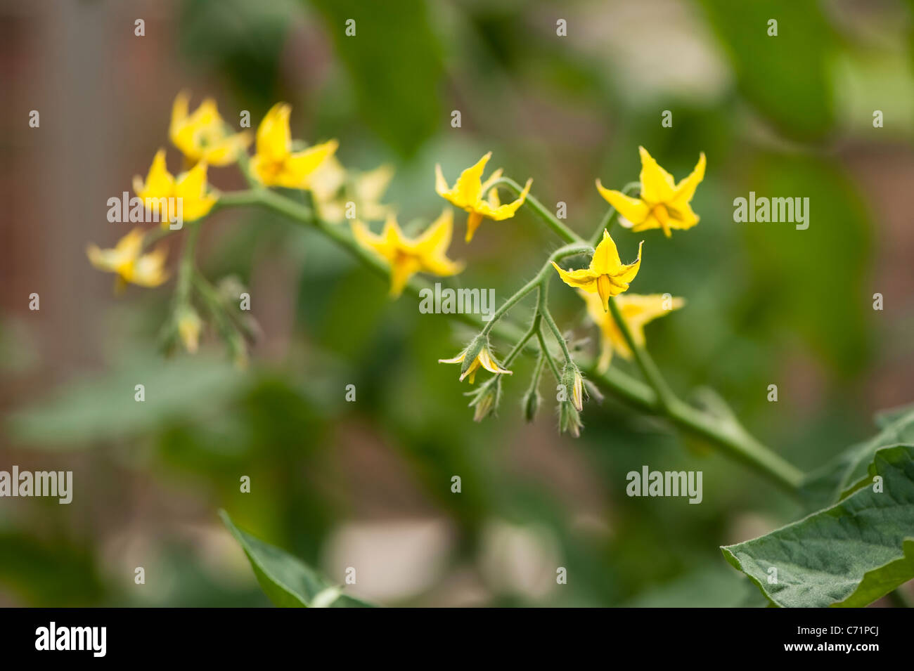 Tomato sungold hi-res stock photography and images - Alamy