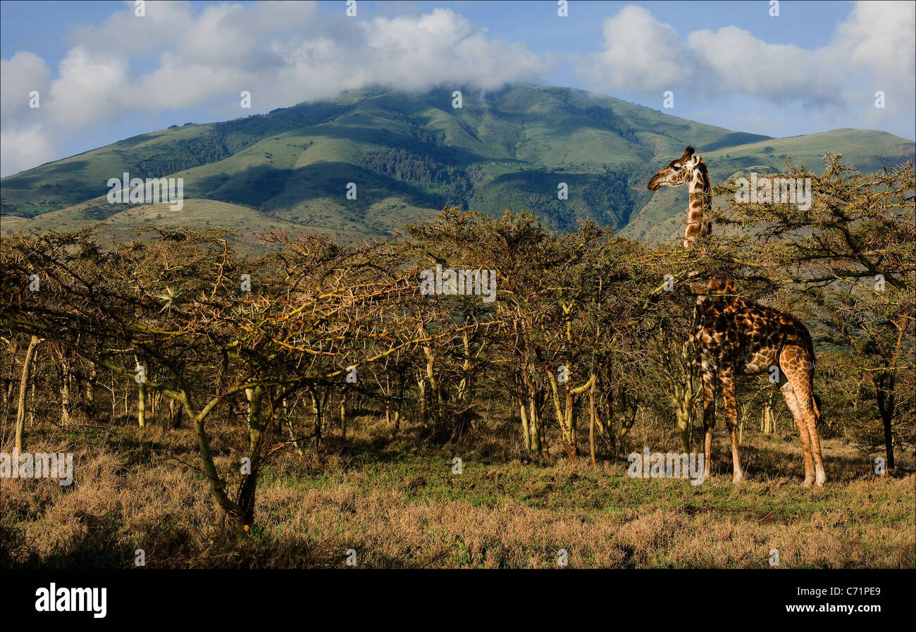 Giraffe in trees of acacias. The giraffe is grazed at mountain in trees ...