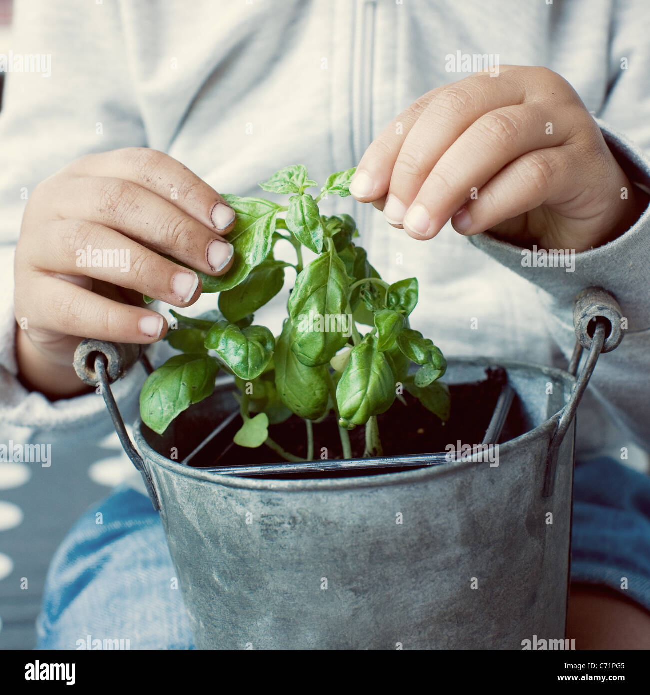 Child touching basil plant, cropped Stock Photo - Alamy