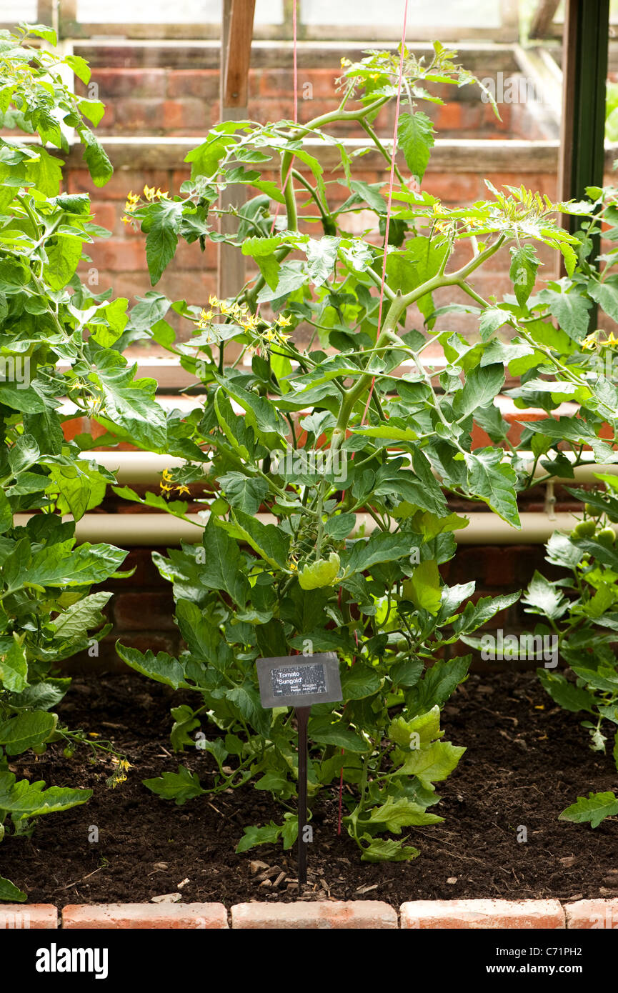 Sungold Tomato Container