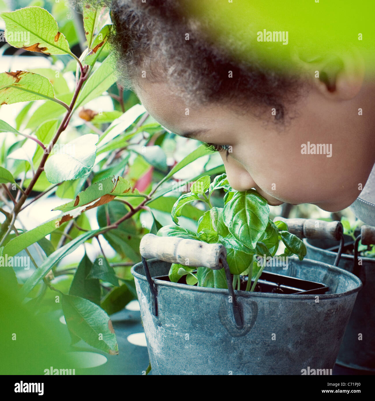 Little girl smelling basil plant Stock Photo - Alamy