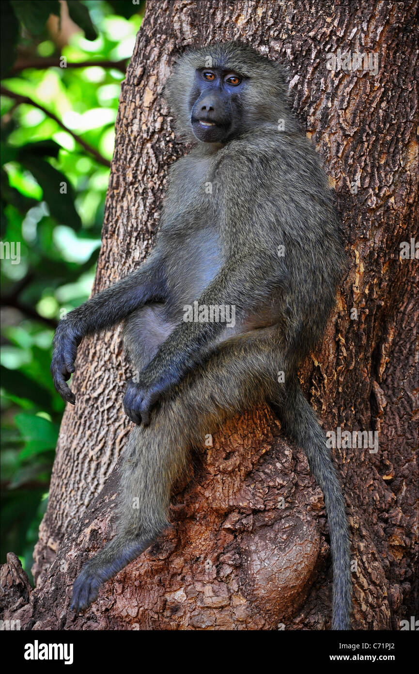 Baboon on a tree. The baboon sits on a tree and poses, looking in the ...