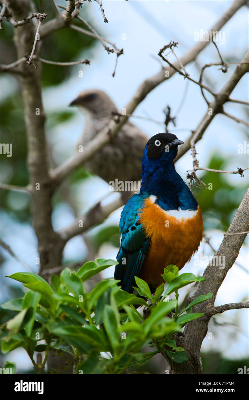Colorful bird Superb Starling Stock Photo - Alamy