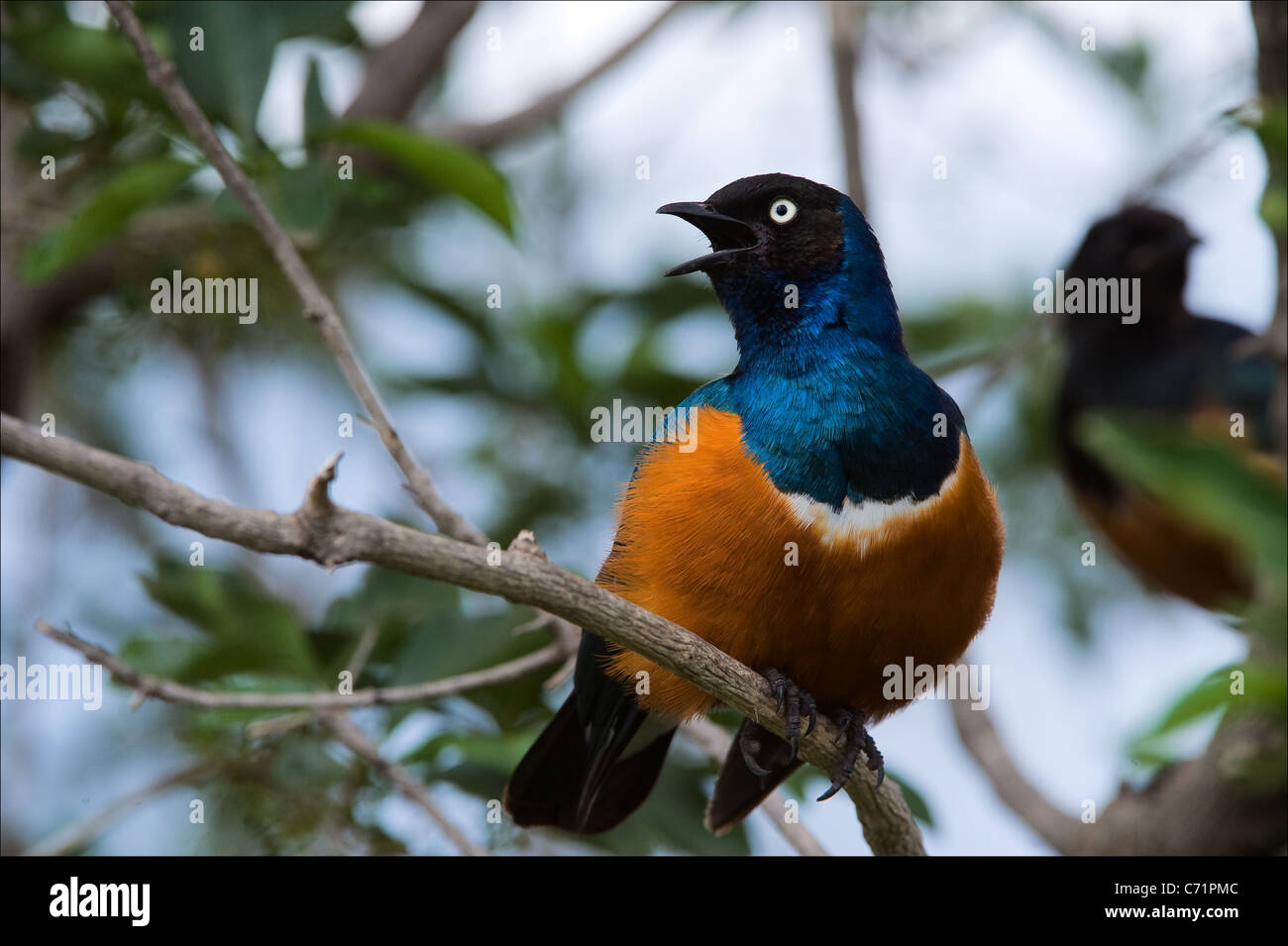 Superb starling lamprotornis superbus wing hi-res stock photography and ...