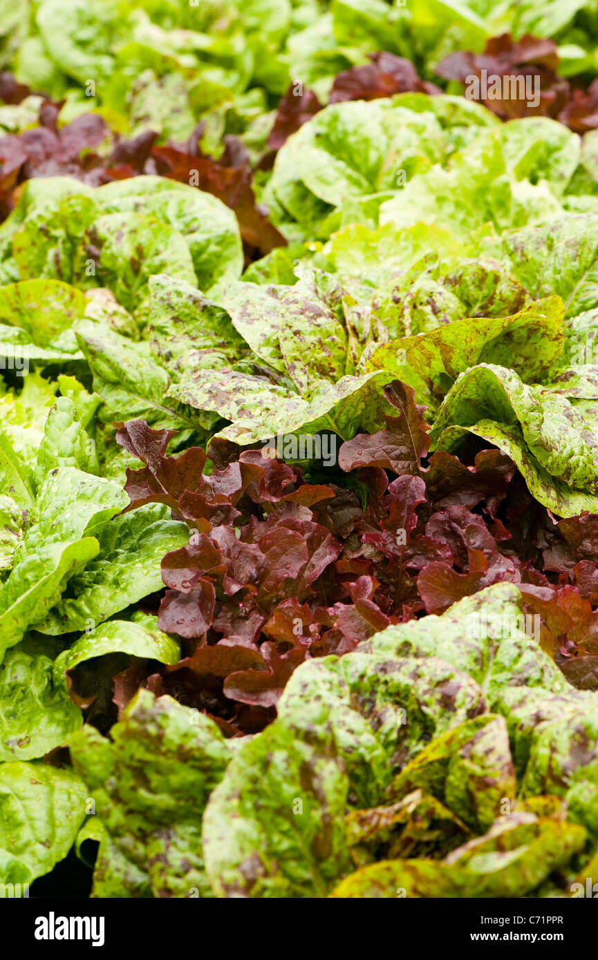 Lettuces, Lactuca sativa ‘Salad Bowl (mixed)’ Stock Photo - Alamy