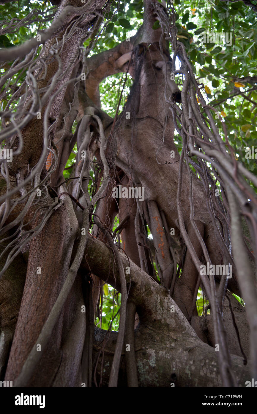 French Polynesia banian Stock Photo - Alamy