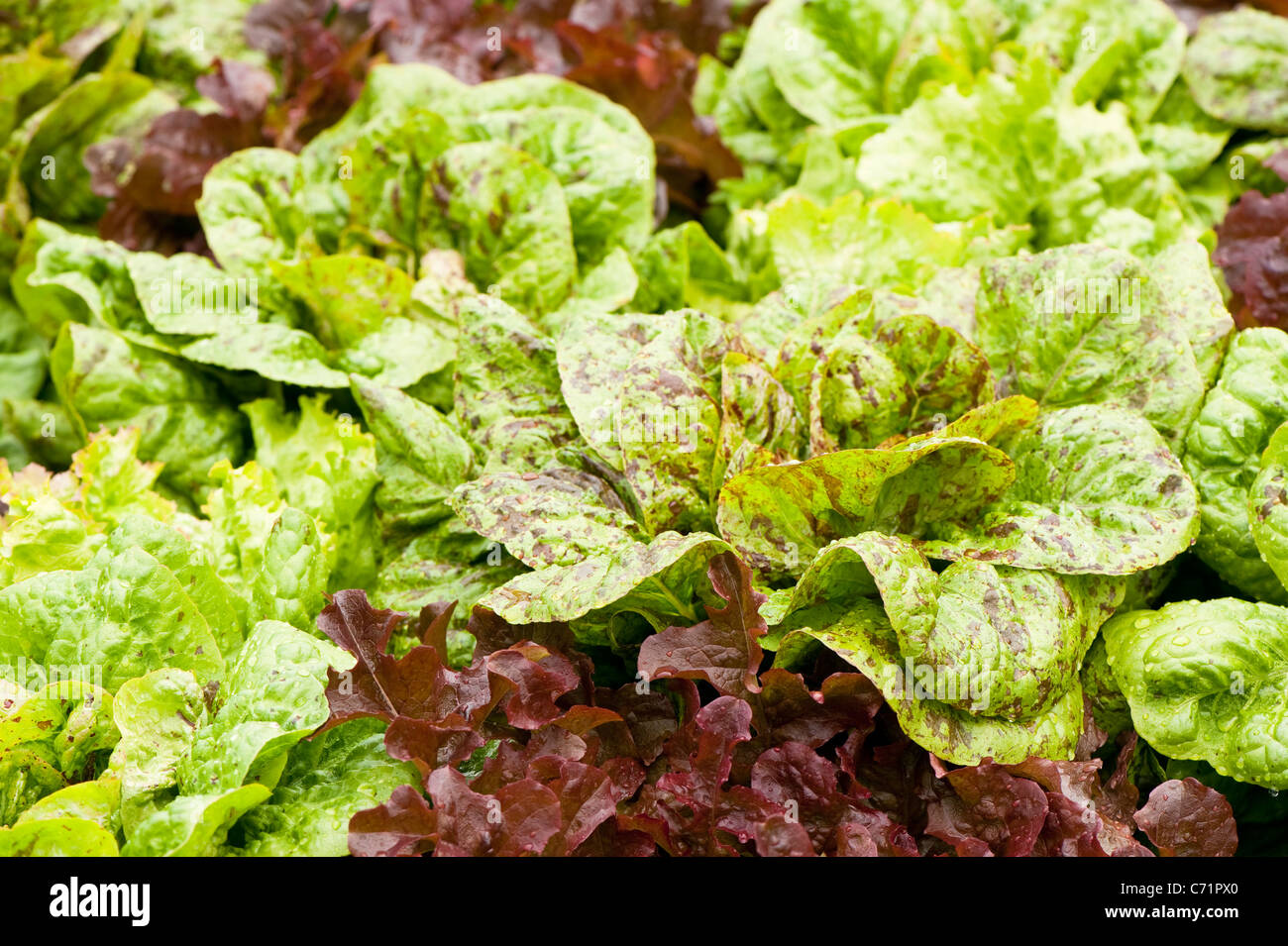 Lettuces, Lactuca sativa ‘Salad Bowl (mixed)’ Stock Photo - Alamy