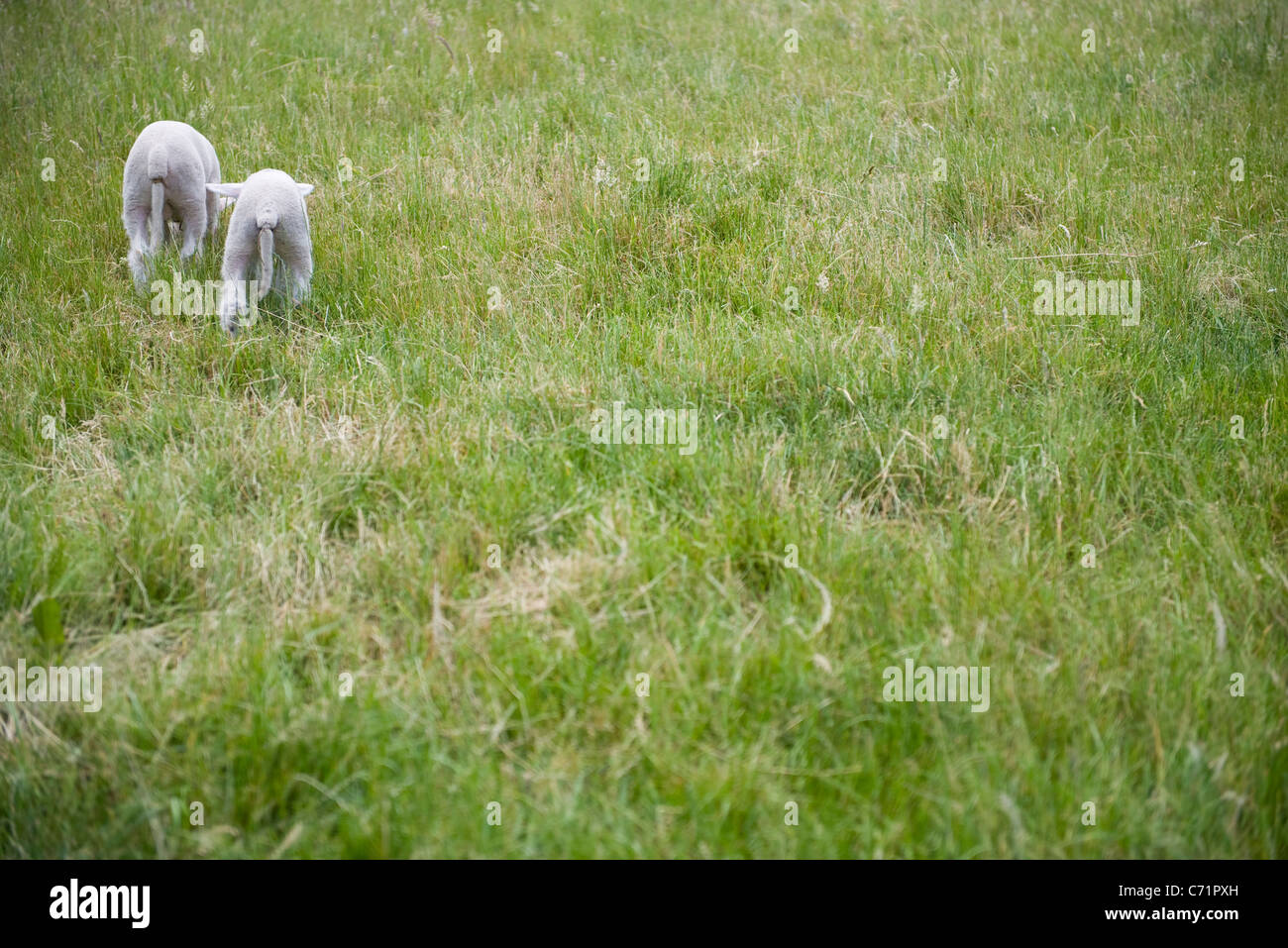 Ile de france sheep hi-res stock photography and images - Alamy