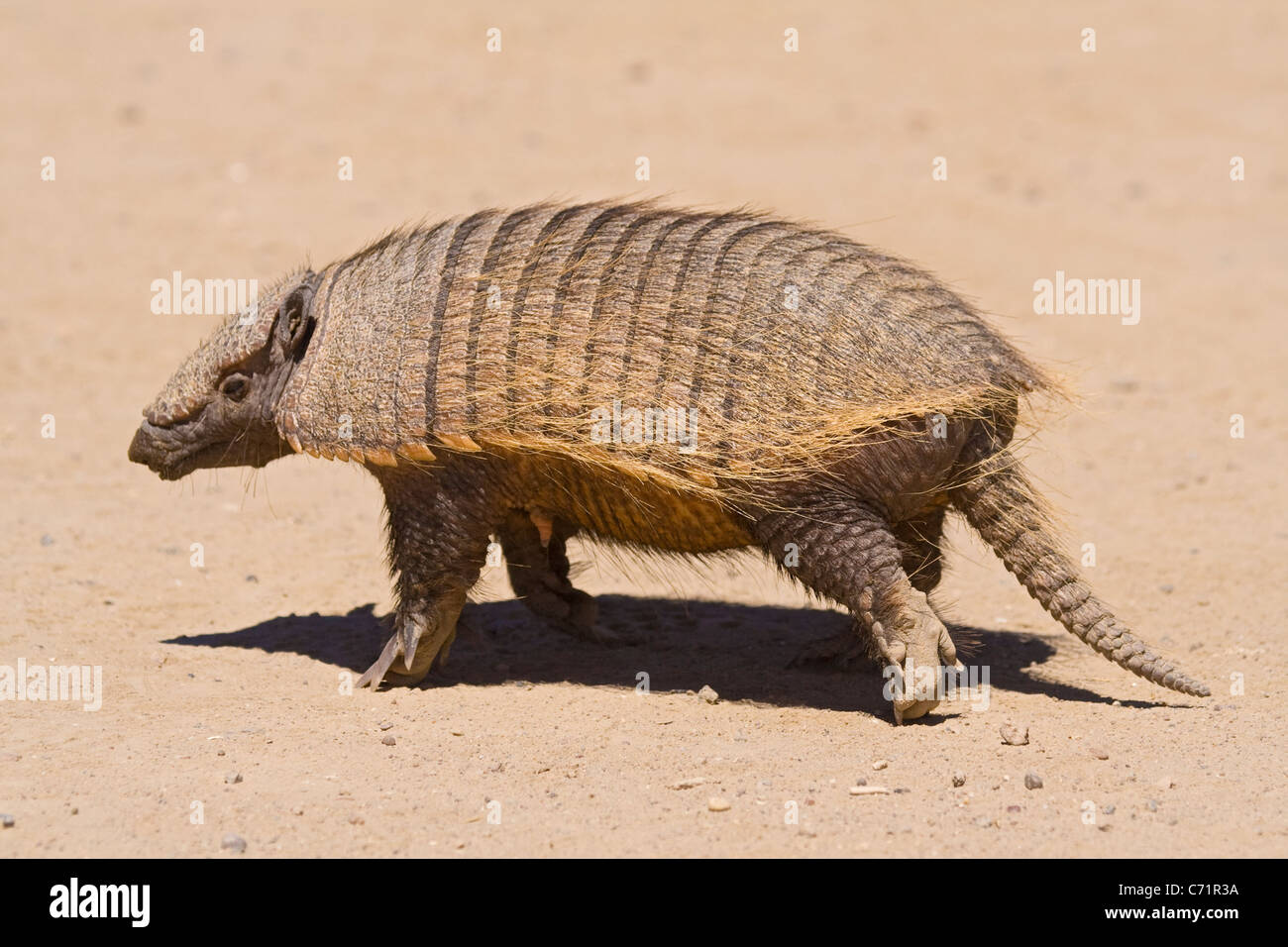 Pichi or Dwarf Armadillo Zaedyus pichiy, Valdes Peninsula, Argentina ...