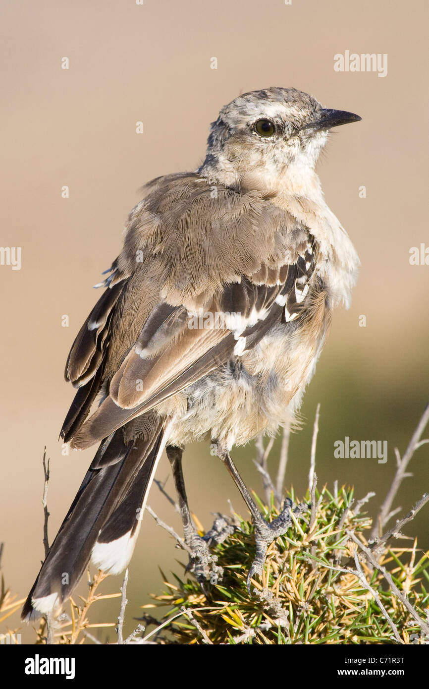 Patagonian Mockingbird Mimus patagonicus, Valdes Peninsula, Argentina ...