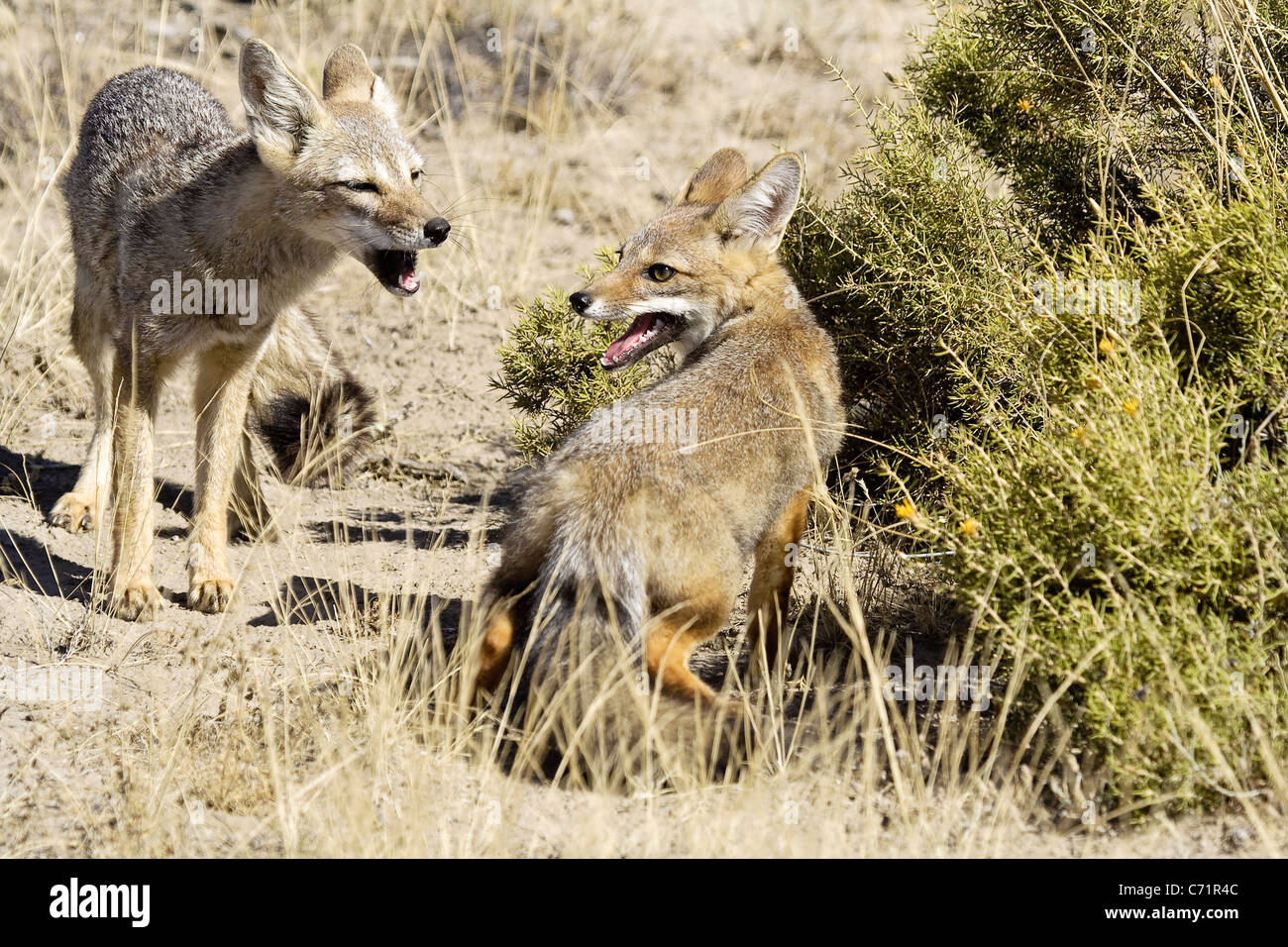 South American Gray Foxes, Chillas or Grey Zorros, (Pseudalopex griseus ...
