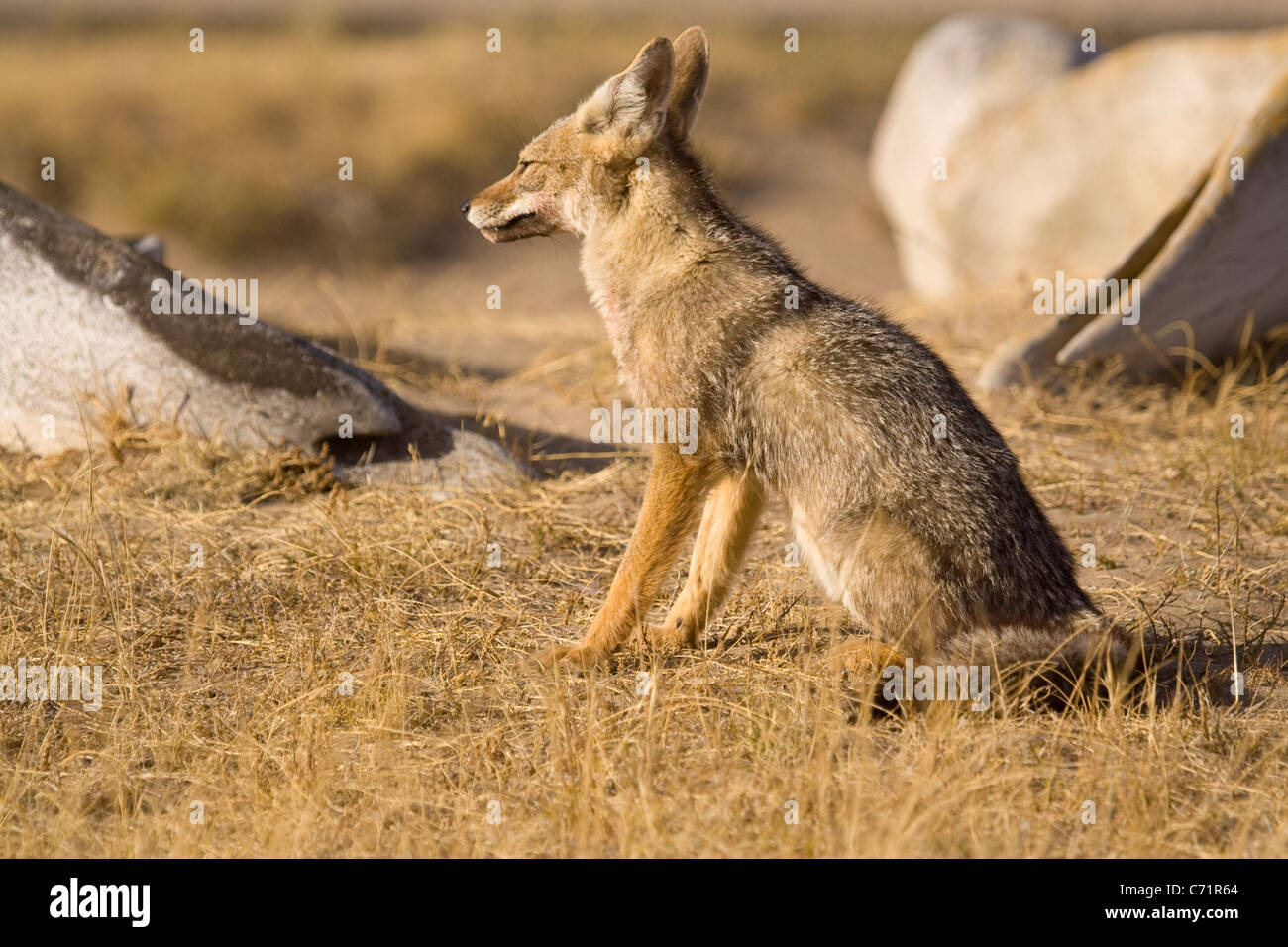 Chilla or South American Gray Fox Pseudalopex griseus sitting in front ...