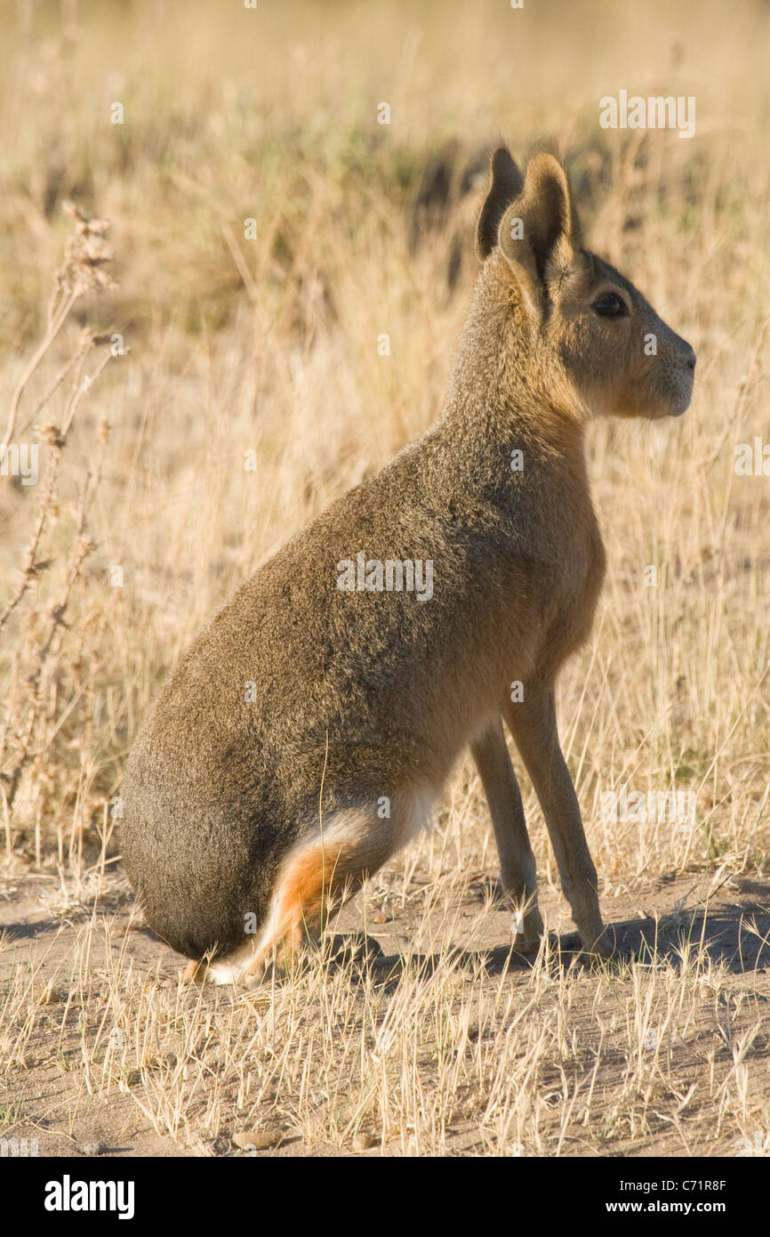 Maras Animal Stock Photos & Maras Animal Stock Images - Alamy