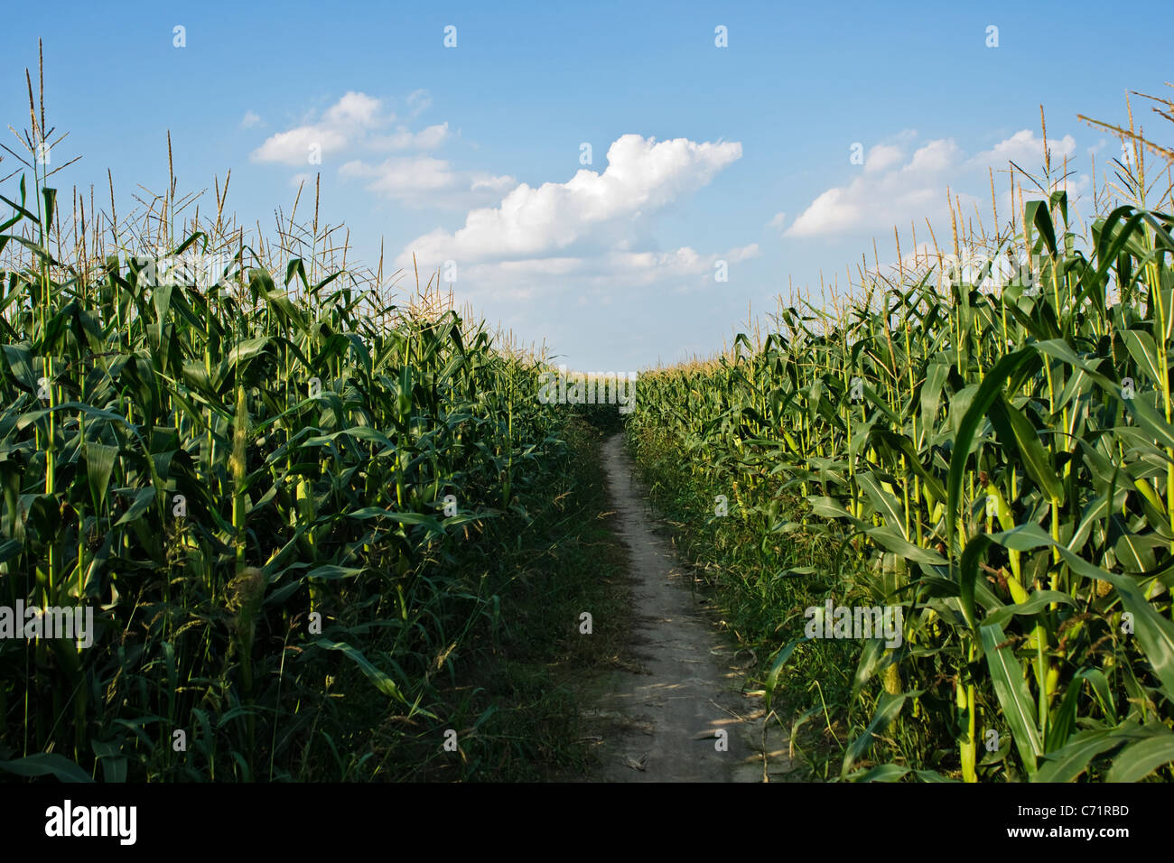 Field corn plant hi-res stock photography and images - Alamy