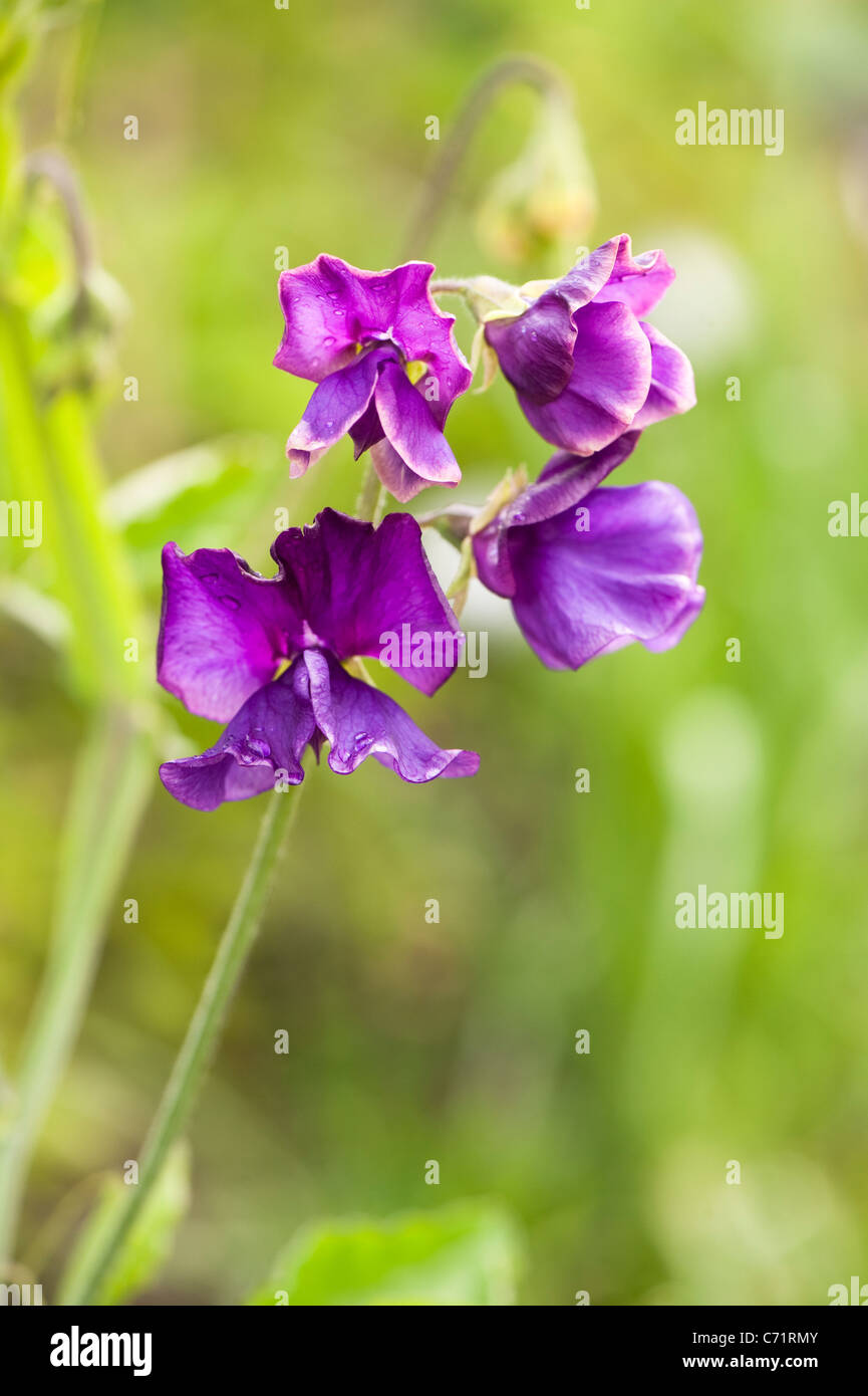 Sweet Pea, Lathyrus odoratus 'Blue Velvet', in flower Stock Photo - Alamy