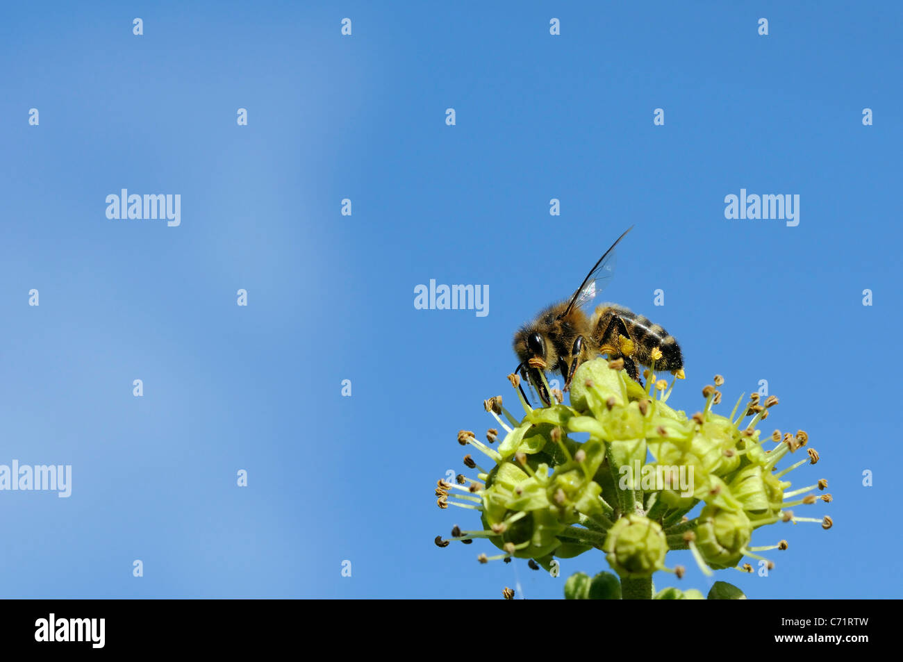 Honey bee (Apis mellifera) feeding on Ivy flowers (Hedera helix ...