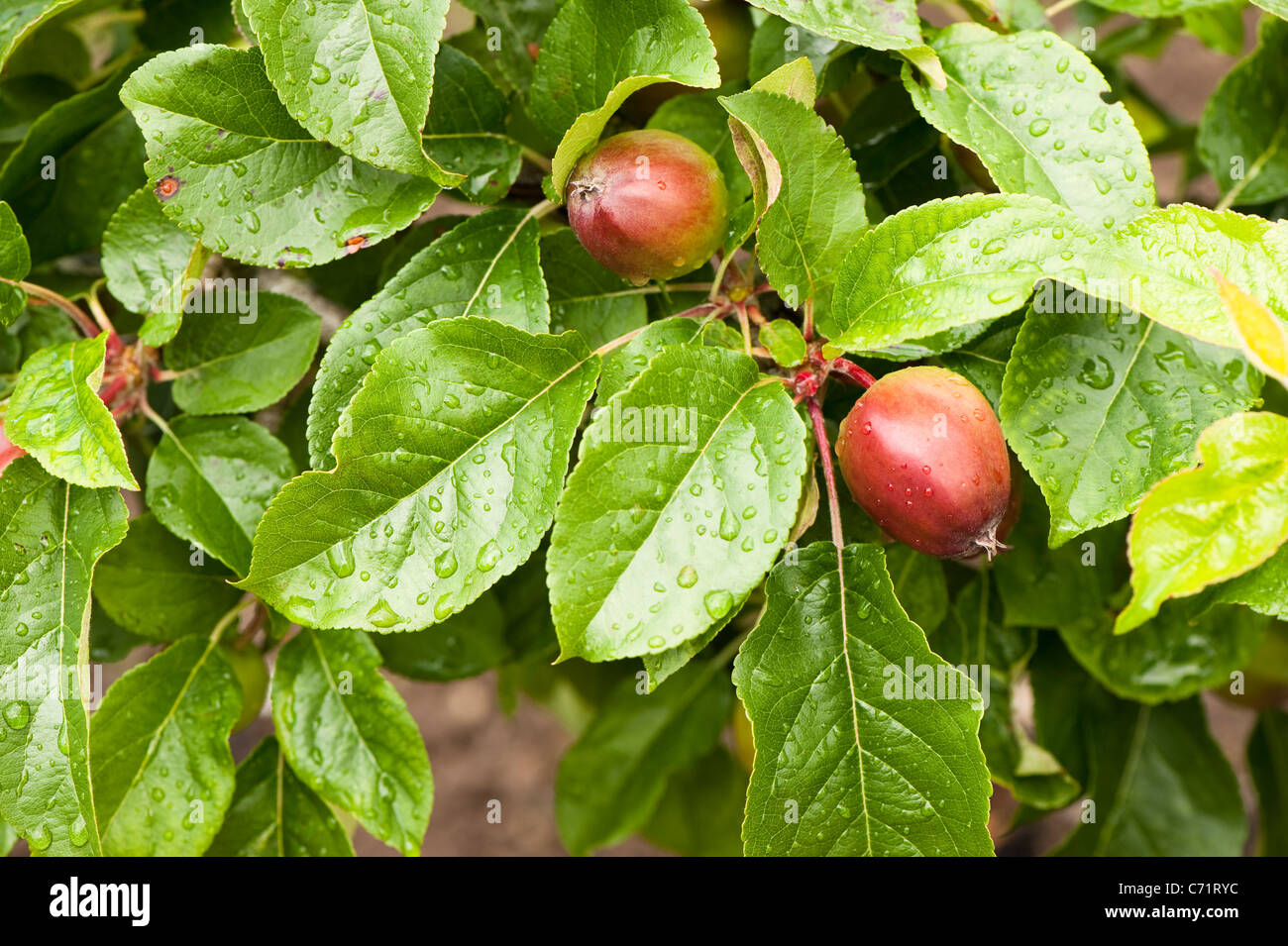 Apple, Malus domestica ‘Saturn’, growing as a step over cordon Stock ...