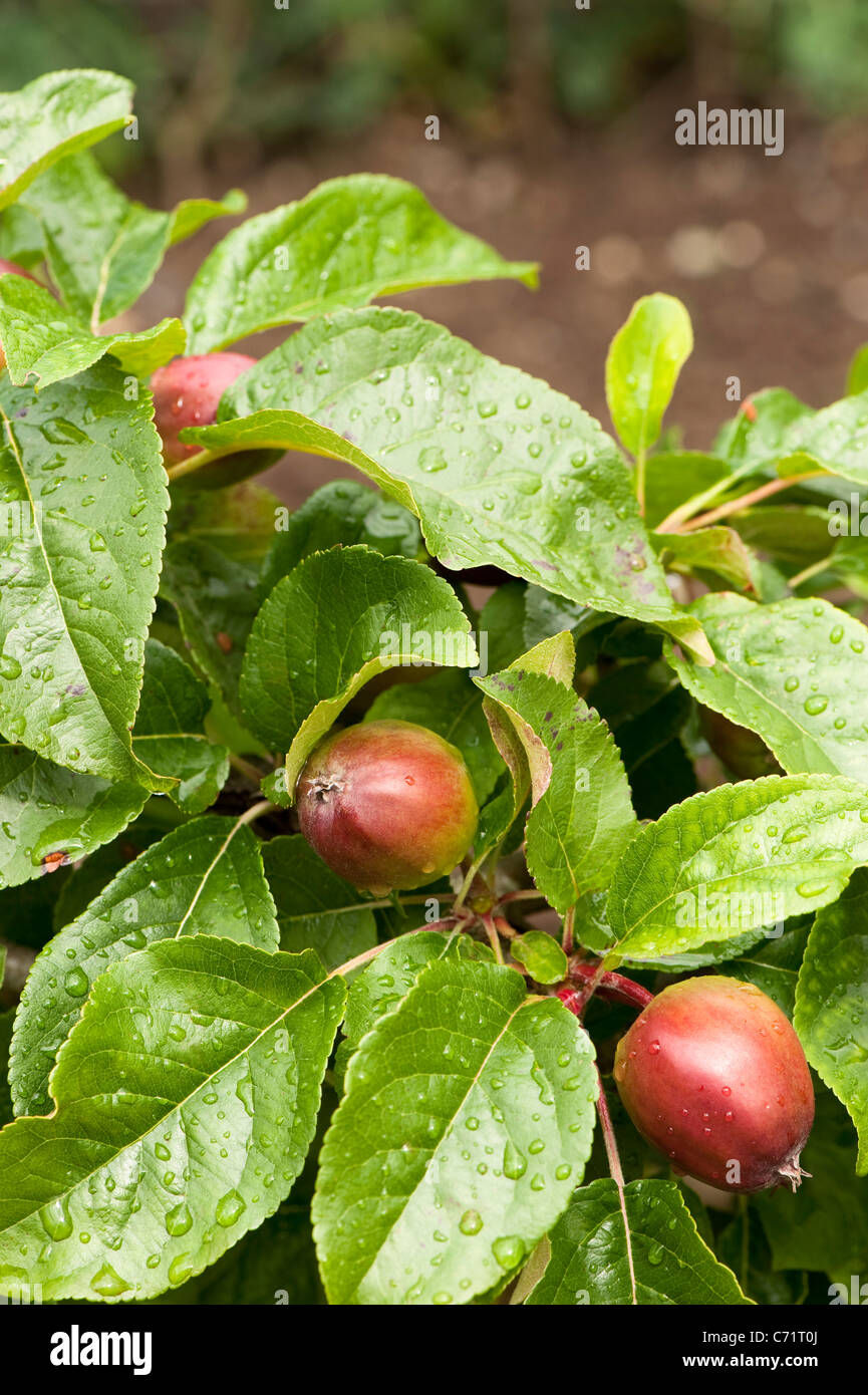 Apple growing cordon hi-res stock photography and images - Alamy