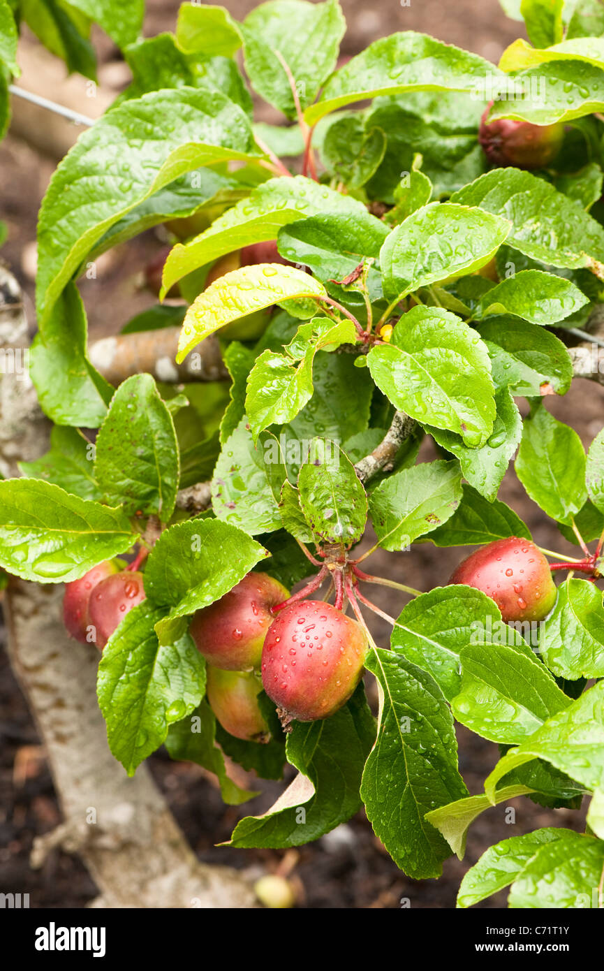 Step over fruit tree hi-res stock photography and images - Alamy