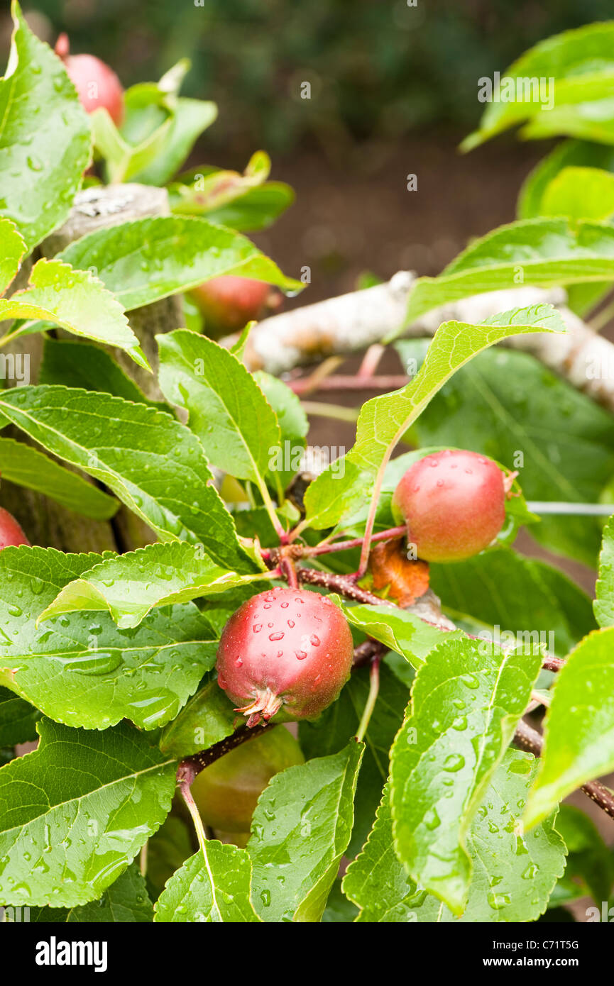 Step over apple hi-res stock photography and images - Alamy