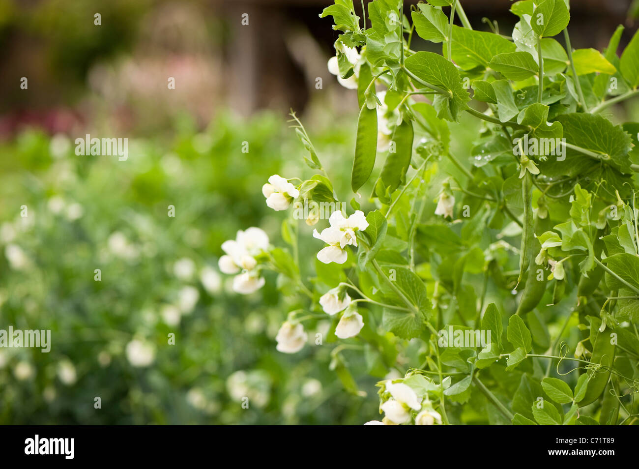 Pisum sativum hi-res stock photography and images - Alamy