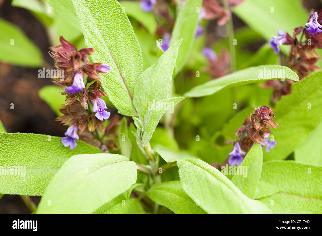 Soft textured blooms hi-res stock photography and images - Alamy