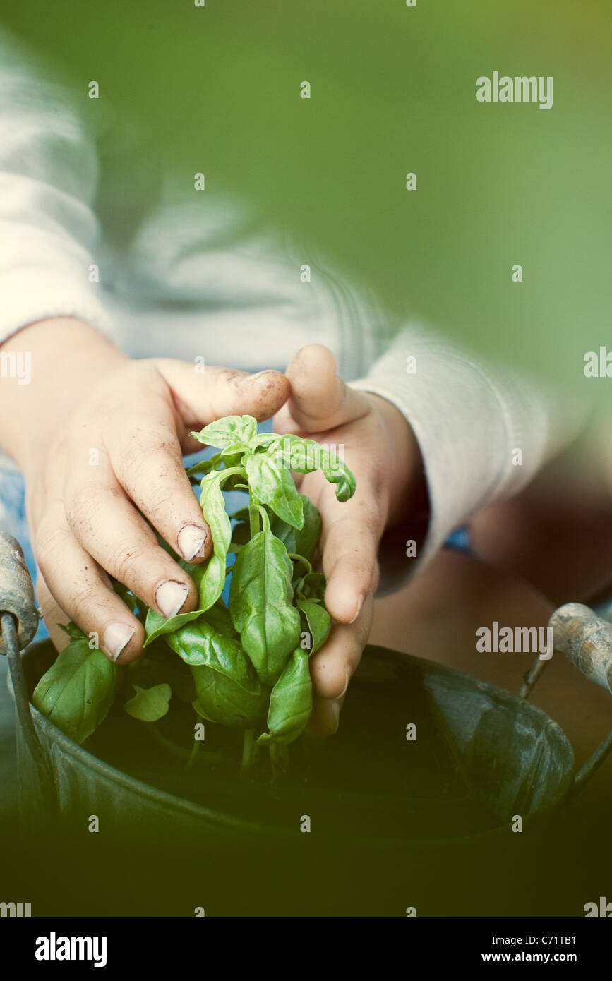 Child touching basil plant, cropped Stock Photo - Alamy