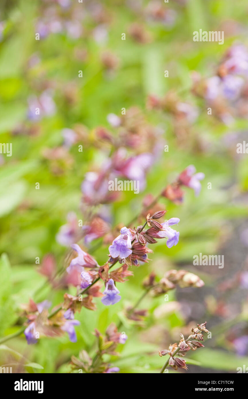 Sage, Salvia officinalis ‘Extrakta’, in flower Stock Photo - Alamy