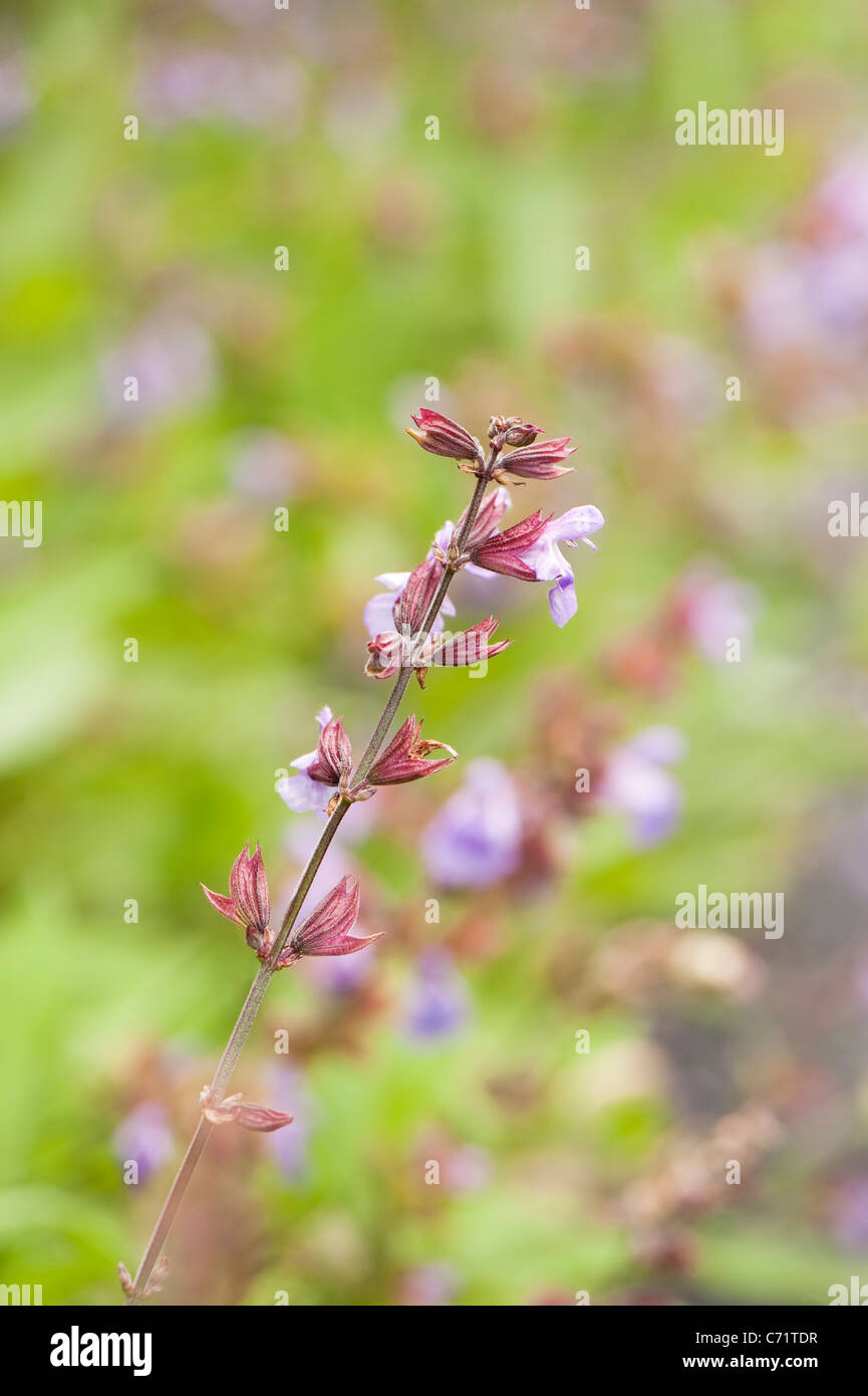 Sage, Salvia officinalis ‘Extrakta’, in flower Stock Photo - Alamy