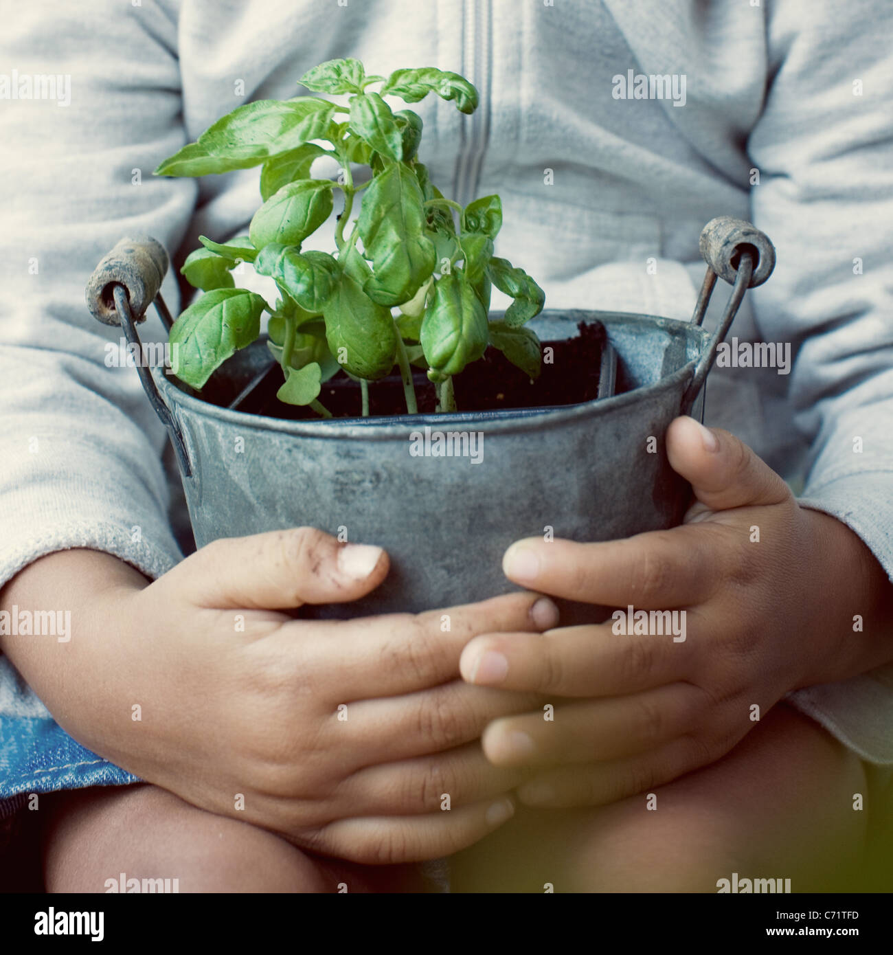 Basil plant hi-res stock photography and images - Alamy