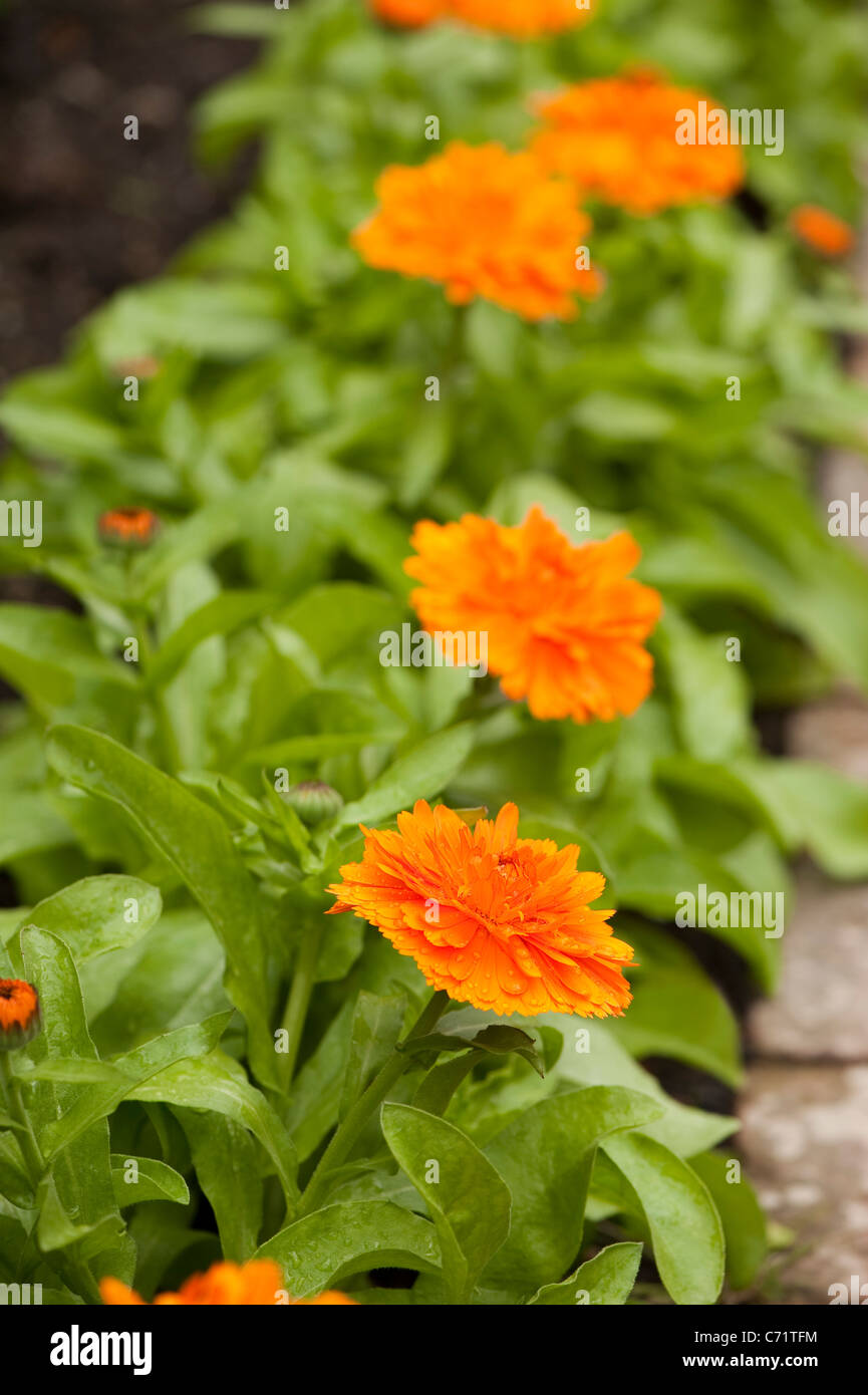 Calendula officinalis orange king hi-res stock photography and images ...